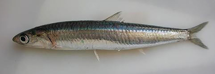 European anchovy (Engraulis encrasicolus) - adriaticnature