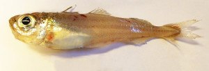 Yellowstripe barracuda (Sphyraena chrysotaenia) | adriaticnature