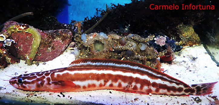 Azores rockling (Gaidropsarus granti) - adriaticnature