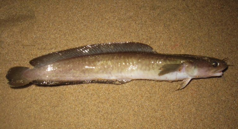 Shore rockling (Gaidropsarus mediterraneus) - adriaticnature