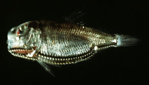 Symphodus doderleini | adriaticnature