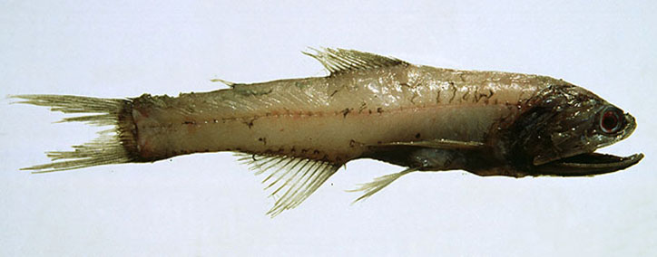 Jewel lanternfish (Lampanyctus crocodilus) - adriaticnature