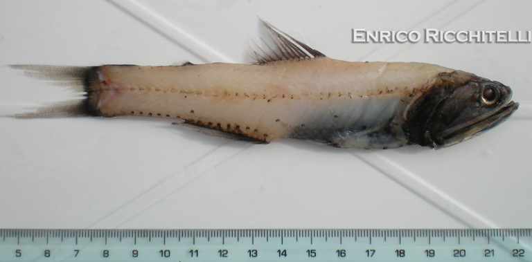 Jewel lanternfish (Lampanyctus crocodilus) - adriaticnature
