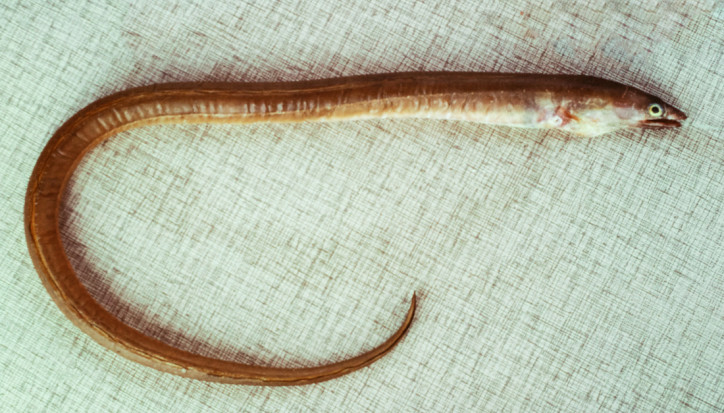 Shore rockling (Gaidropsarus mediterraneus) | adriaticnature