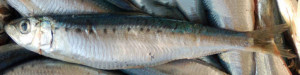 European pilchard (Sardina pilchardus) - adriaticnature