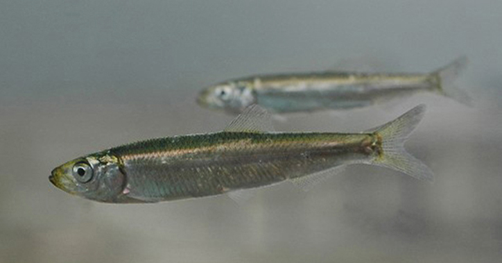 European sprat (Sprattus sprattus) - adriaticnature
