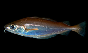 Thor's scaldfish (Arnoglossus thori) | adriaticnature
