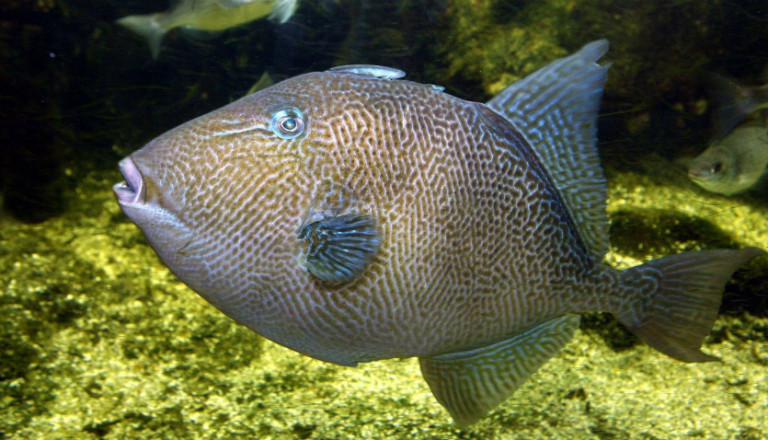 Spotted flounder (Citharus linguatula) | adriaticnature