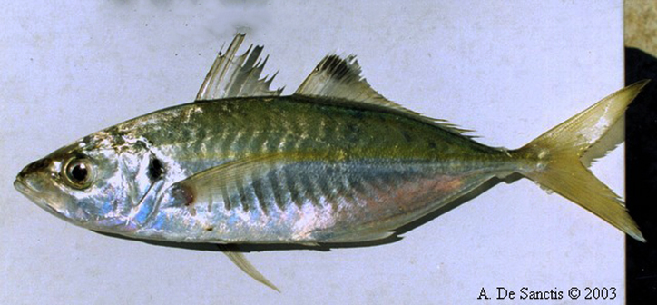 False scad (Caranx rhonchus) - adriaticnature