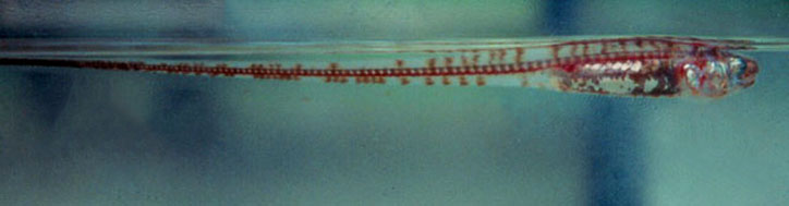 Pearl fish (Carapus acus) - adriaticnature