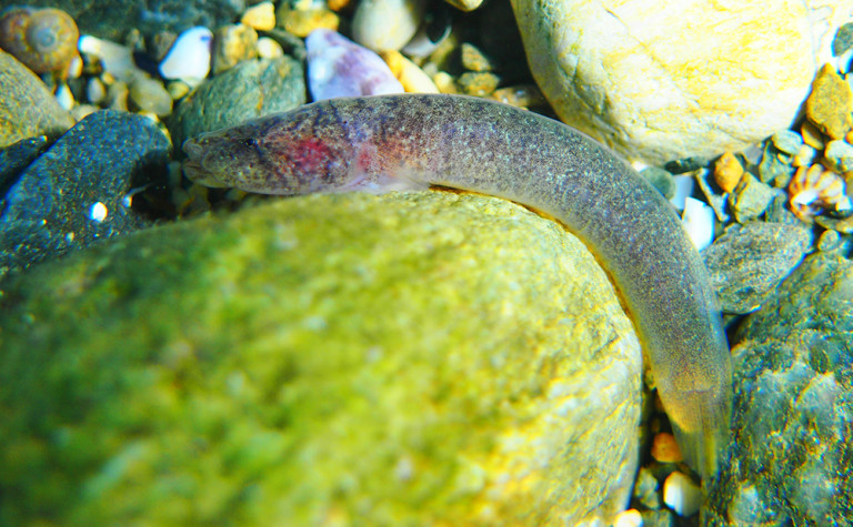 Blunt-snouted clingfish (Gouania willdenowi) | adriaticnature