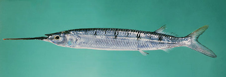 Black-barred halfbeak (Hemiramphus far) - adriaticnature