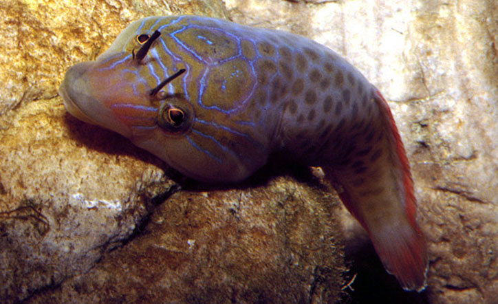 Shore clingfish (Lepadogaster lepadogaster) - adriaticnature