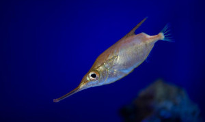 Longspine snipefish (Macroramphosus scolopax) - adriaticnature