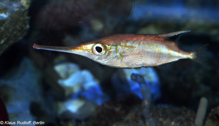Longspine snipefish (Macroramphosus scolopax) - adriaticnature