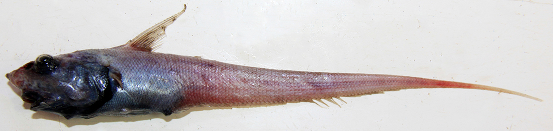 Common Atlantic grenadier (Nezumia aequalis) - adriaticnature