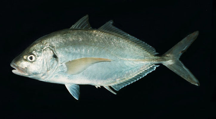 White trevally (Pseudocaranx dentex) - adriaticnature