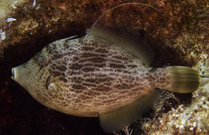 Black ruff (Centrolophus niger) | adriaticnature