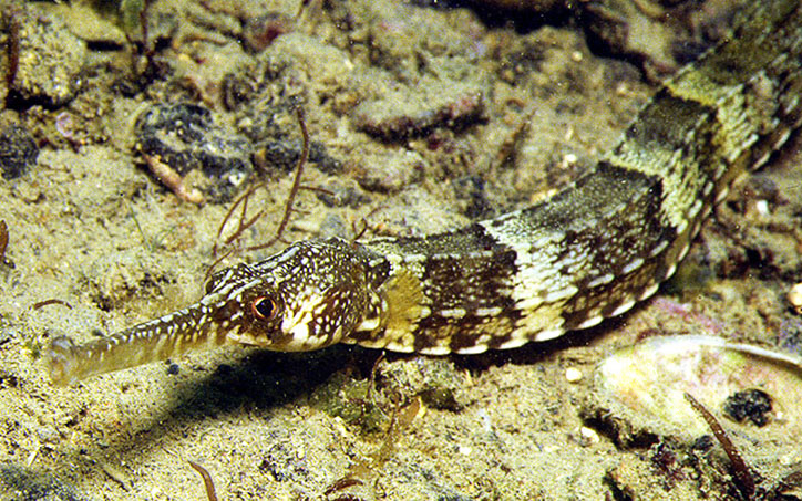 Greater pipefish (Syngnathus acus) - adriaticnature