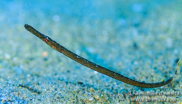 Broadnosed pipefish (Syngnathus typhle) | adriaticnature