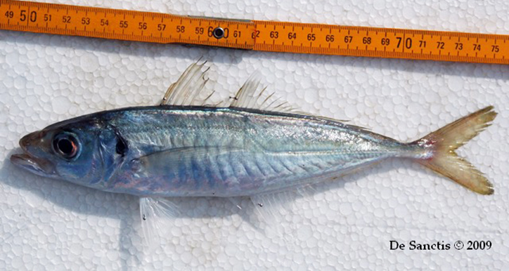 Mediterranean horse mackerel (Trachurus mediterraneus) - adriaticnature