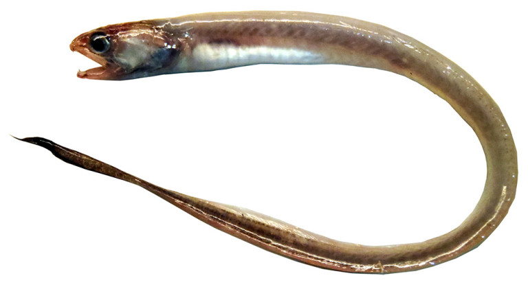 Echiodon dentatus - adriaticnature