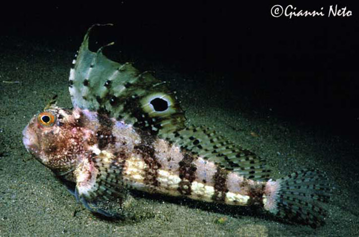 Butterfly blenny (Blennius ocellaris) - adriaticnature