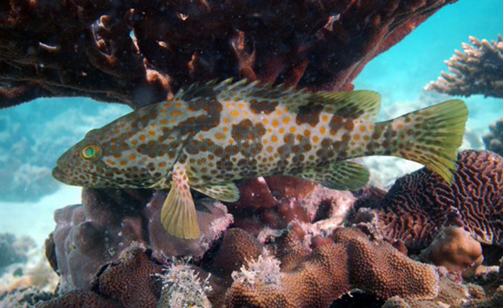Orange-spotted grouper (Epinephelus coioides) - adriaticnature