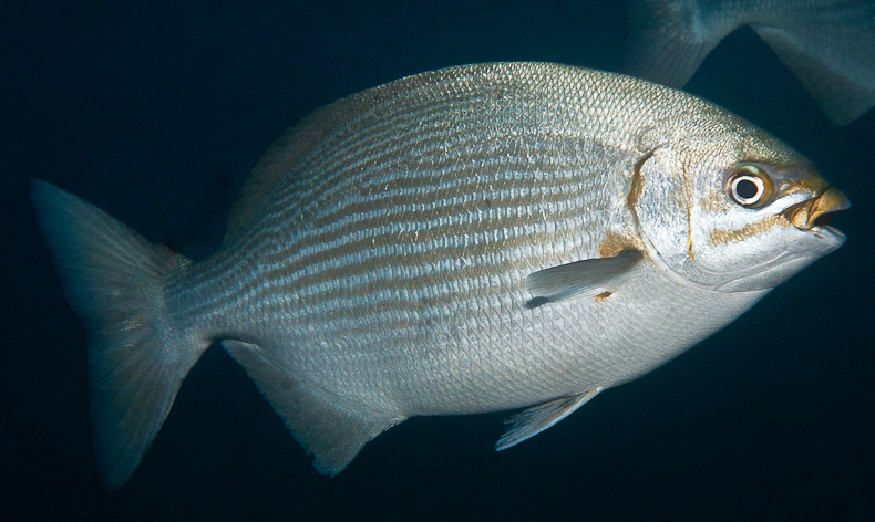 Bermuda sea chub (Kyphosus sectatrix) - adriaticnature