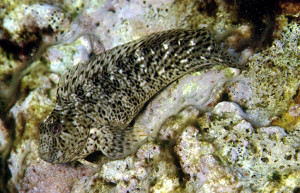 Blue butterfish (Stromateus fiatola) | adriaticnature