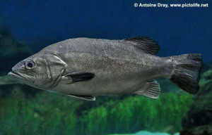 Wreckfish, or Atlantic wreckfish (Polyprion americanus) - adriaticnature