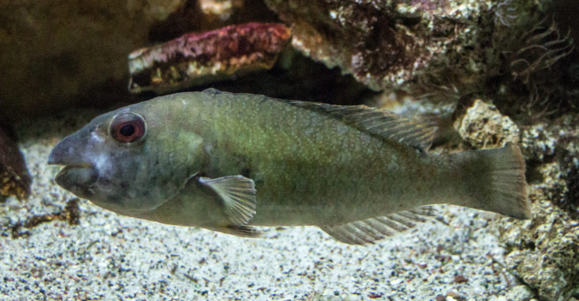 Parrotfish (Sparisoma cretense) - adriaticnature