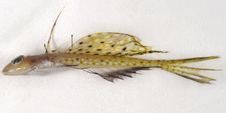 Spotted dragonet (Callionymus maculatus) - adriaticnature