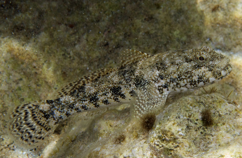 Giant goby (Gobius cobitis) - adriaticnature