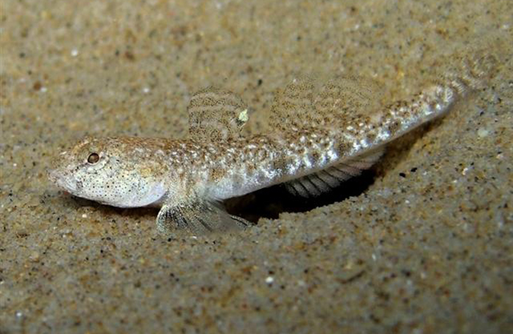 Marbled goby (Pomatoschistus marmoratus) - adriaticnature