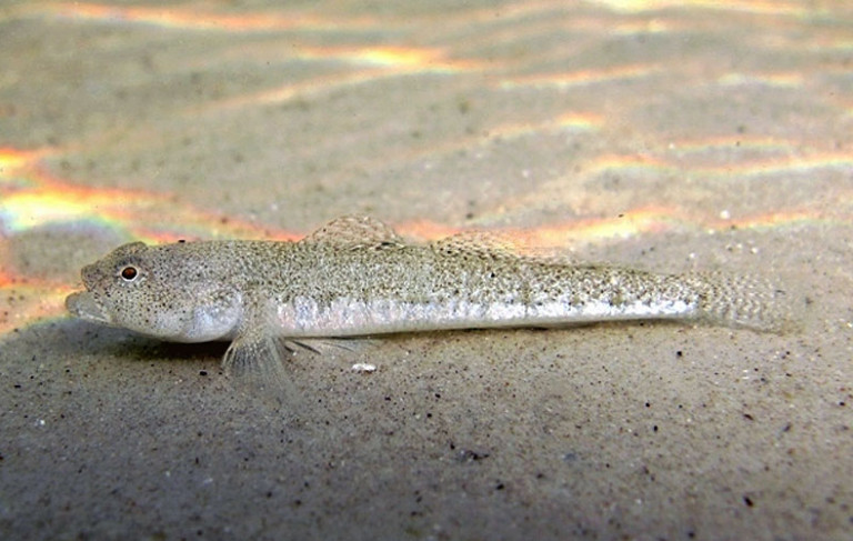 Spotted lanternfish (Myctophum punctatum) | adriaticnature