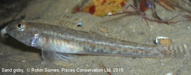Sand goby (Pomatoschistus minutus) - adriaticnature