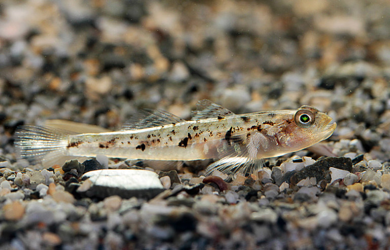 Shore rockling (Gaidropsarus mediterraneus) | adriaticnature
