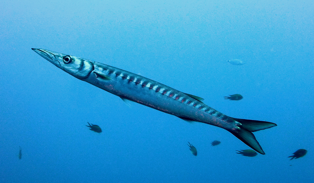 Yellowmouth barracuda (Sphyraena viridensis) | adriaticnature
