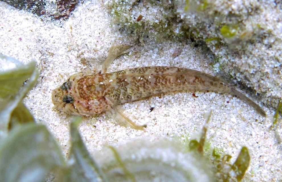 Zebra goby (Zebrus zebrus) - adriaticnature