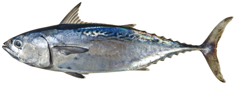Little tunny, or false albacore (Euthynnus alletteratus) - adriaticnature