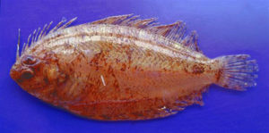 Yellowstripe barracuda (Sphyraena chrysotaenia) | adriaticnature
