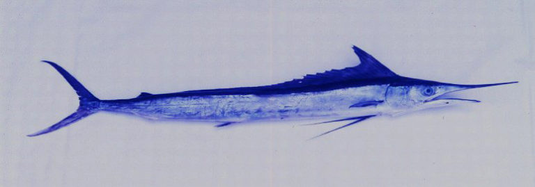 Silver scabbardfish (Lepidopus caudatus) | adriaticnature