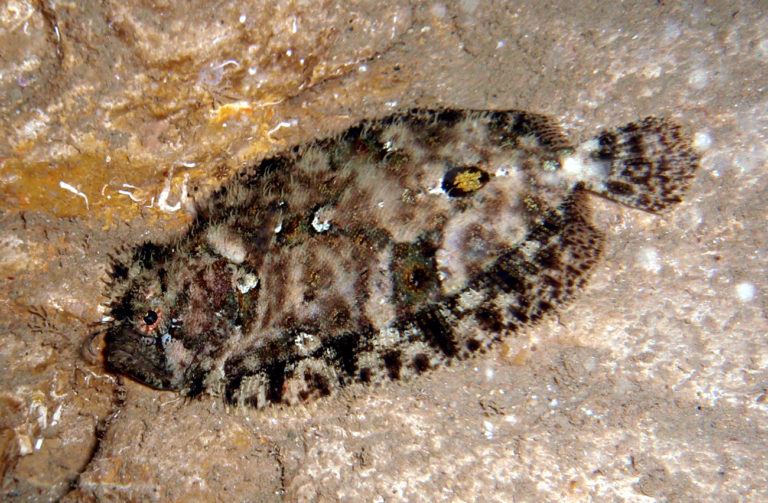 Eckström’s topknot (Zeugopterus regius) - adriaticnature