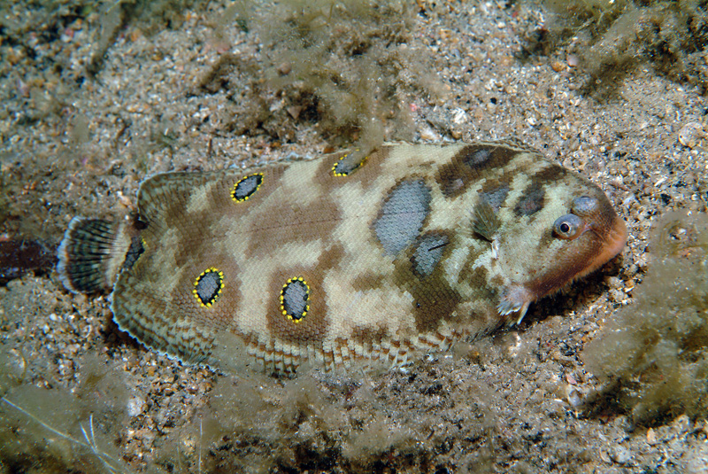 Foureyed sole (Microchirus ocellatus) - adriaticnature