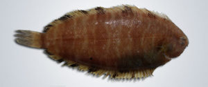 Argentine (Argentina sphyraena) | adriaticnature