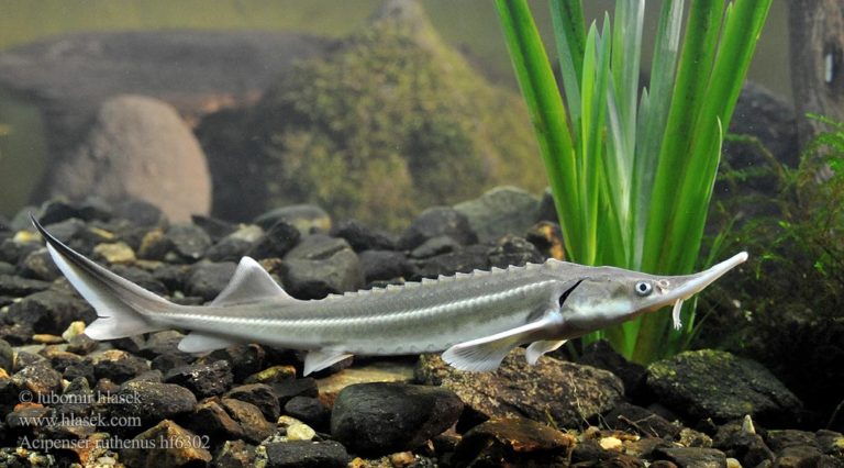 European whitefish (Coregonus lavaretus) - adriaticnature
