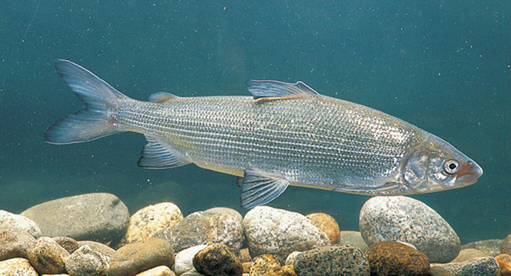 European whitefish (Coregonus lavaretus) - adriaticnature