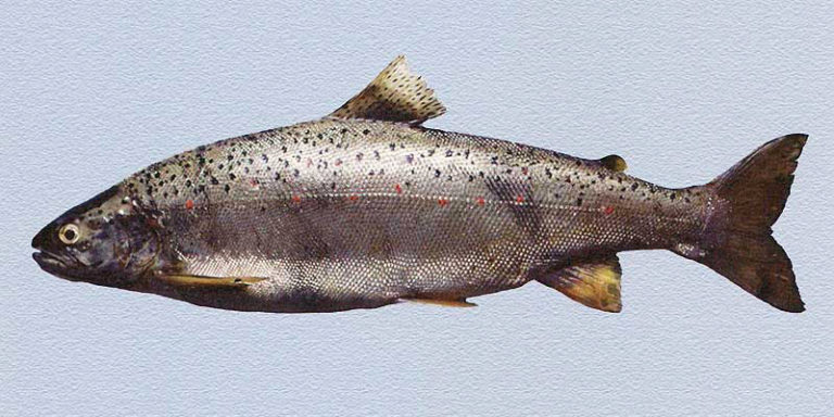 Salmonidae. | adriaticnature