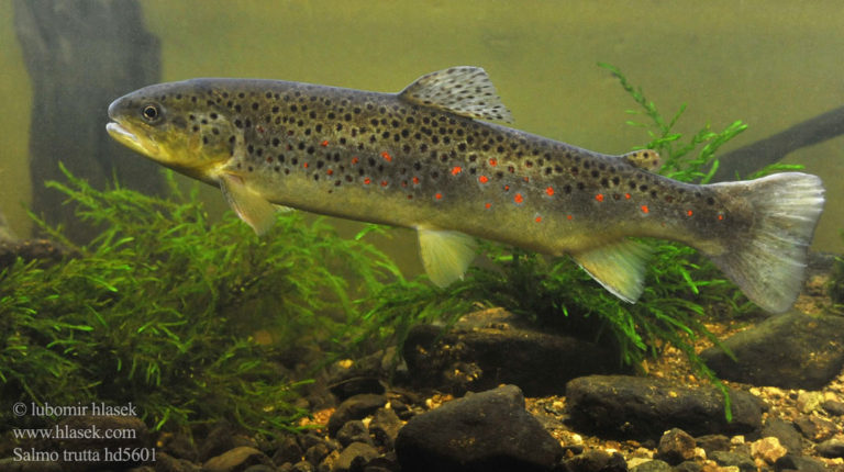 Salmonidae. | adriaticnature